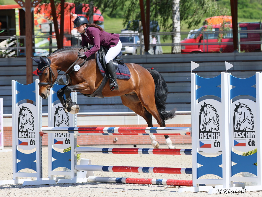 Český sportovní kůň - Homepage